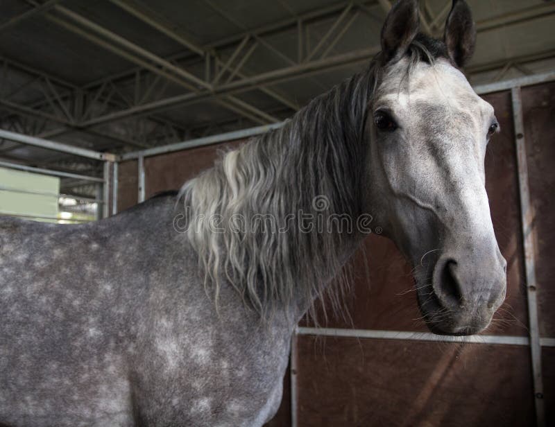 Beautiful Thoroughbred Horse in the Stable Stock Image - Image of ...