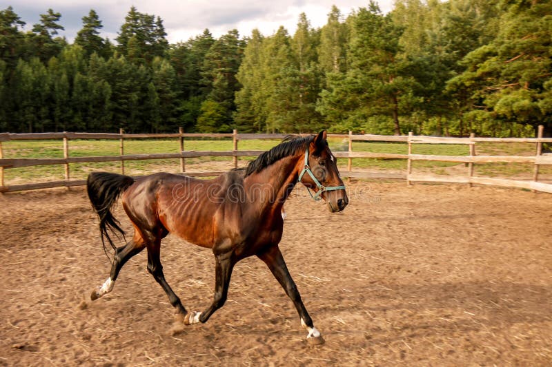 Beautiful Thoroughbred Stallion Trotting in a Fenced Paddock Stock ...