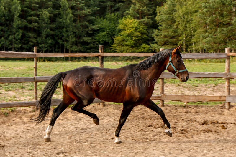 Beautiful Thoroughbred Stallion Trotting in a Fenced Paddock Stock ...