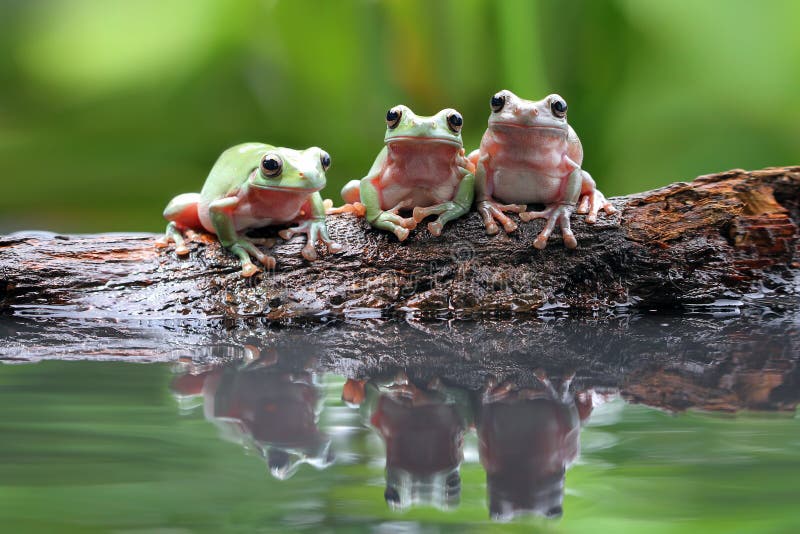 Beautiful Dumpy Frog in Reflection Stock Image - Image of beautiful ...