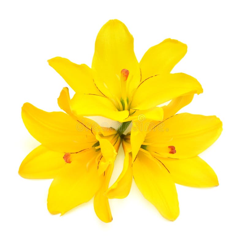 Beautiful Three Lily Flower Yellow Isolated on White Stock Image ...