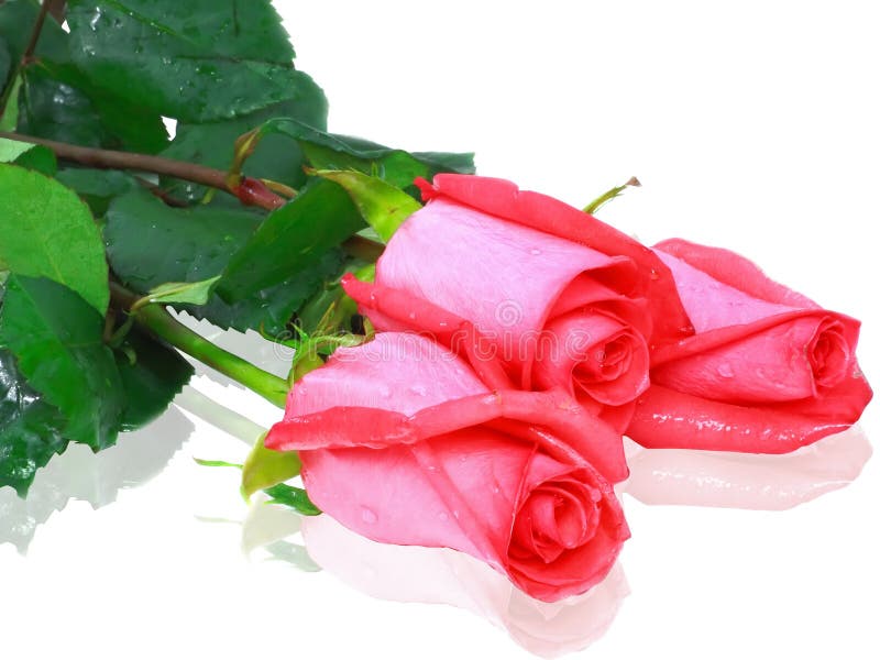 Beautiful Three Pink Roses . Stock Image - Image of bloom, isolation ...