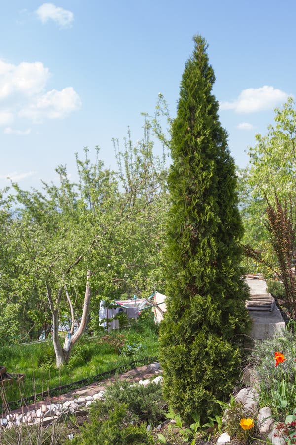 Beautiful thuja tree stock image. Image of decorative - 146705443