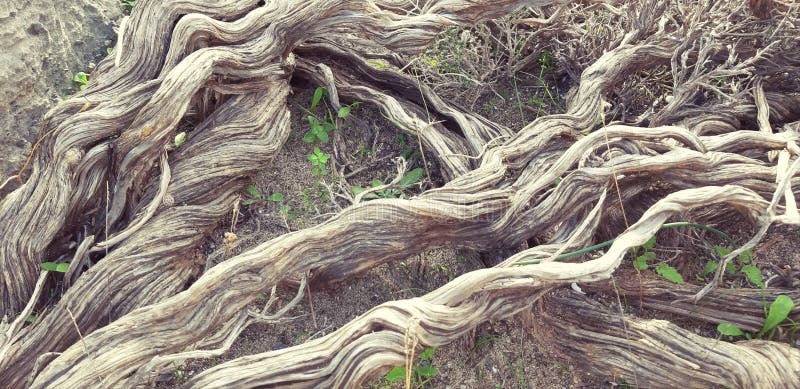 Beautiful Thyme roots stock photo. Image of earth, europe - 169332254