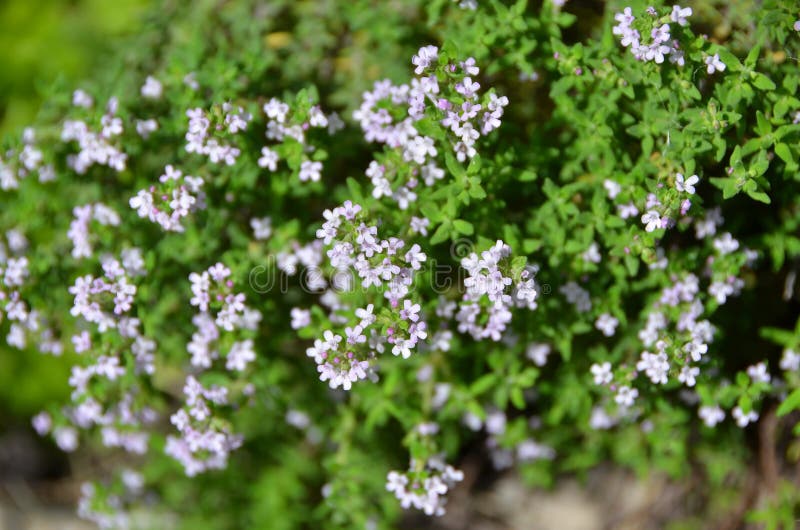 Beautiful thymus flower stock photo. Image of blossom - 86645930