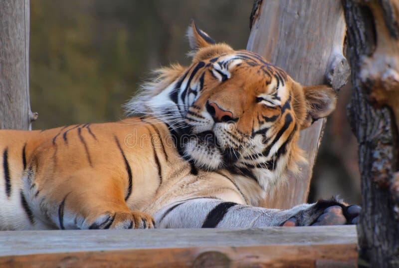 Beautiful tiger stock image. Image of beauty, mouth, cute - 11043805