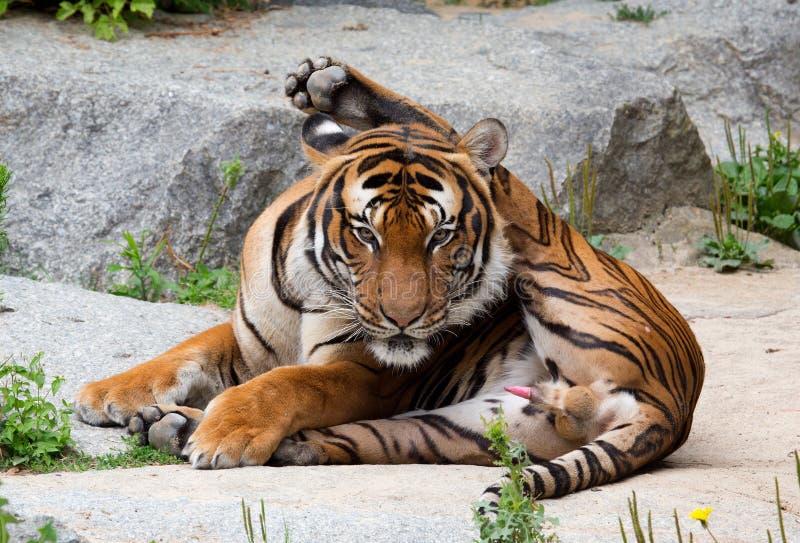 Tigers Having Stock Photos - Free & Royalty-Free Stock Photos from ...
