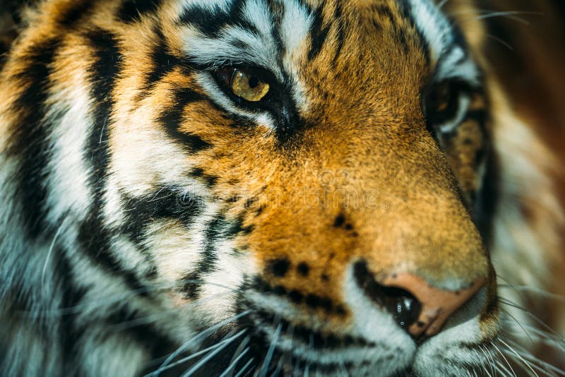 Beautiful Tiger Close-up Portrait. Wildcat Predator Muzzle Stock Photo ...