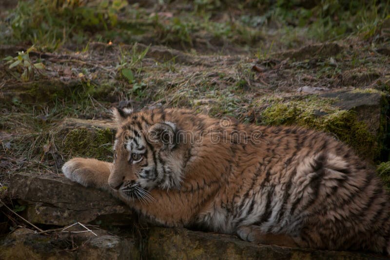 Beautiful Tiger Cub Resting on Tjhe Ground Stock Image - Image of ...