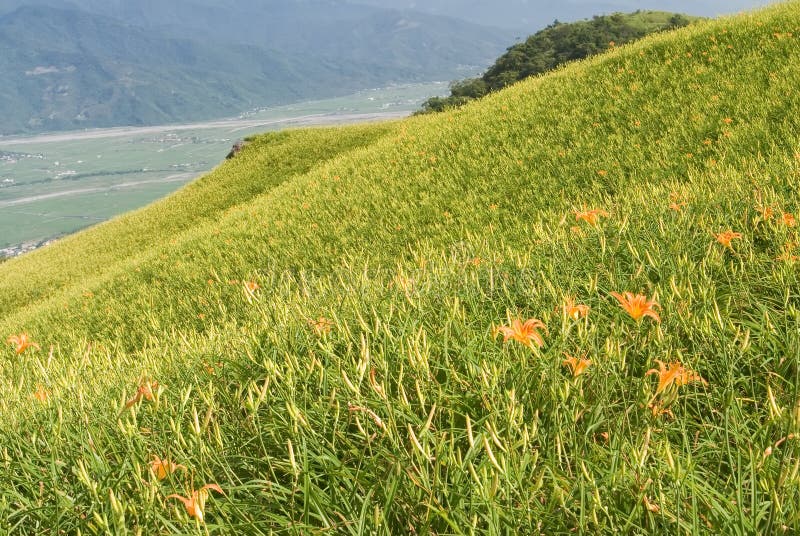 Beautiful tiger lily farm stock image. Image of flower - 10701241