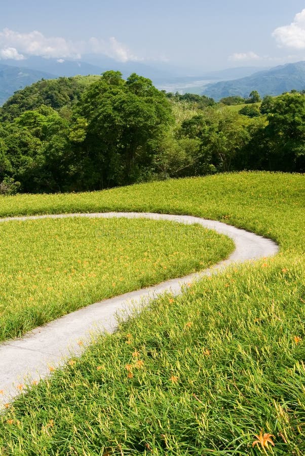 Beautiful tiger lily farm stock image. Image of blossom - 10717477