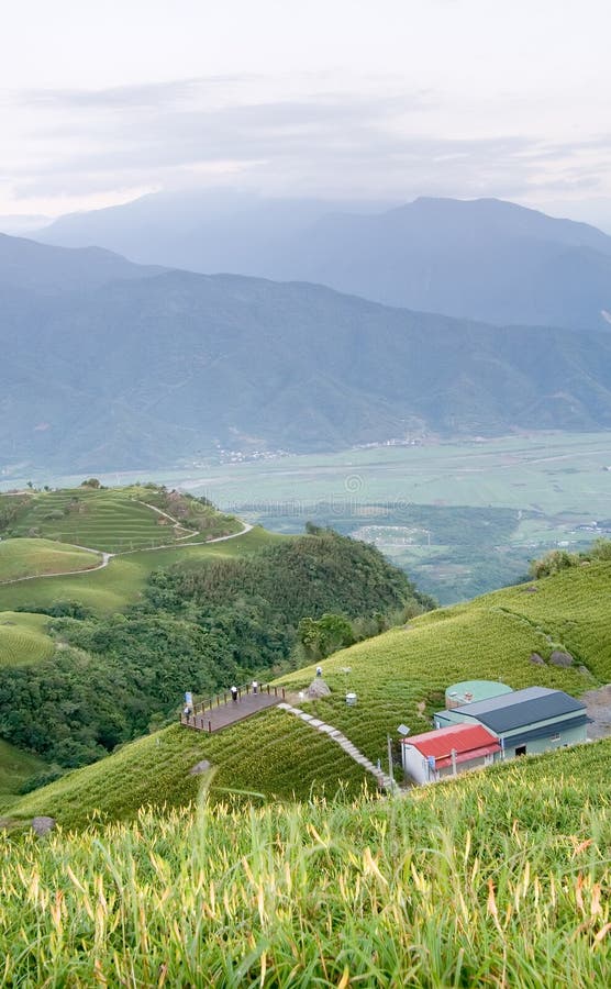 Beautiful tiger lily farm stock image. Image of horizon - 10805039