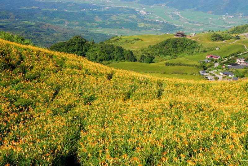 Beautiful Tiger Lily Garden Stock Photo - Image of country, daylily ...
