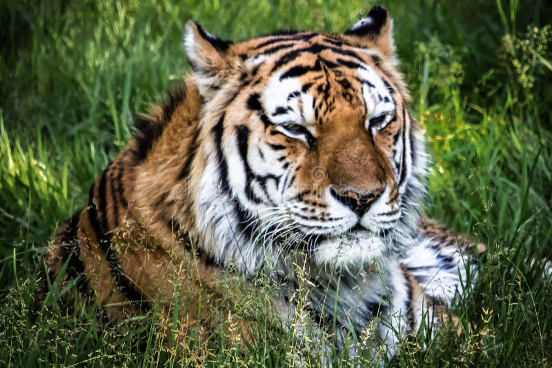 Beautiful Tiger Lying in Wilderness Stock Photo - Image of carnivore ...