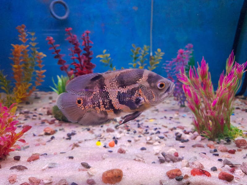 A Beautiful Tiger Skin Barb Fish Inside a Tropical Fish Tank. Stock ...