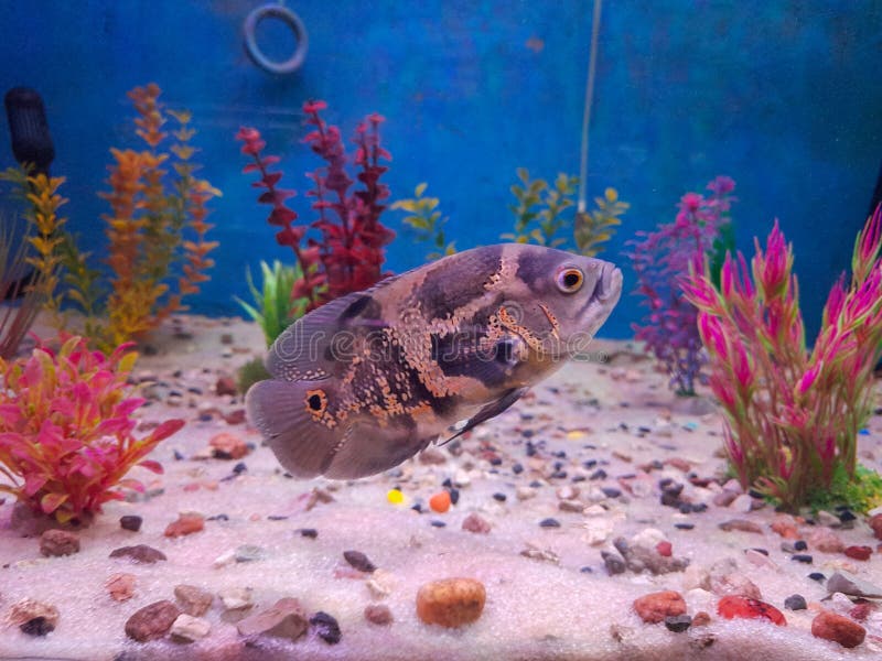 A Beautiful Tiger Skin Barb Fish Inside a Tropical Fish Tank. Stock ...