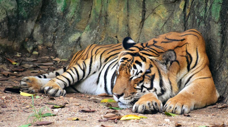 The Sleeping Tiger stock image. Image of paws, wildlife - 185906253
