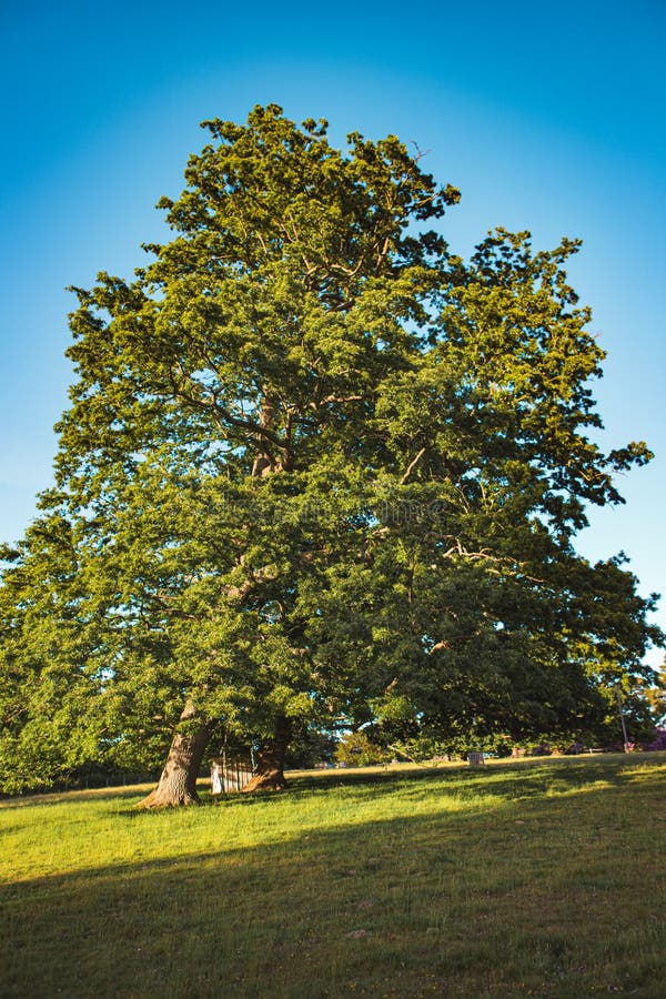 Beautiful Tilted Oak Tree in the Scenic Green Park Stock Photo - Image ...