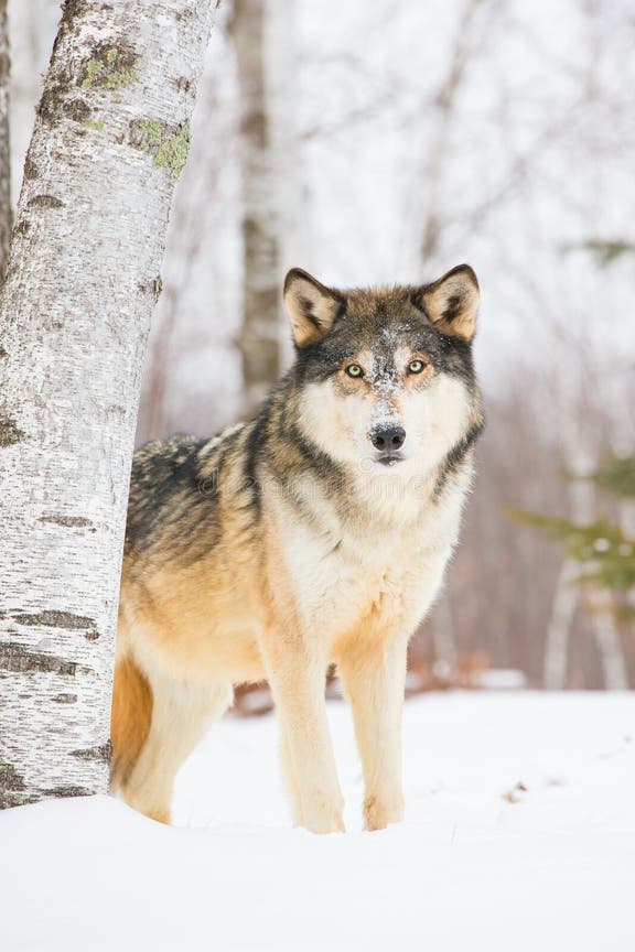 Beautiful Timber Wolf in Snow Stock Photo - Image of nature, mammal ...