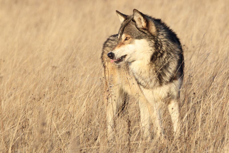 Beautiful Timber Wolf in Yellow Grass Stock Photo - Image of crushing ...