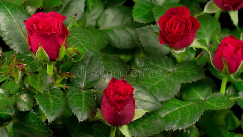 Time Lapse of Opening Red Rose Flower Stock Video - Video of color ...