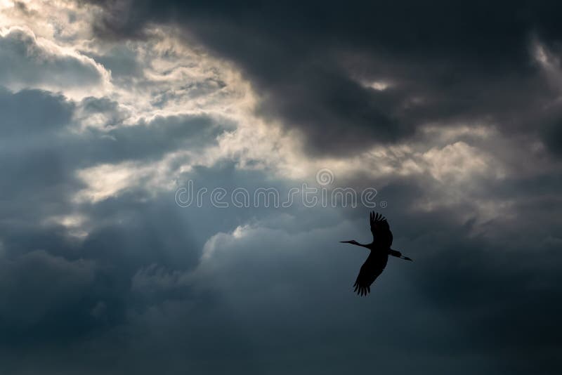 Beautiful Tiny Bird and the Amazing Sun Rays Stock Photo - Image of ...