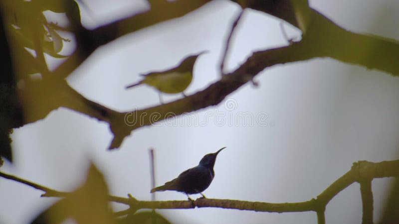 A Beautiful Tiny Bird is Dancing on the Branch of a Mango Tree in ...