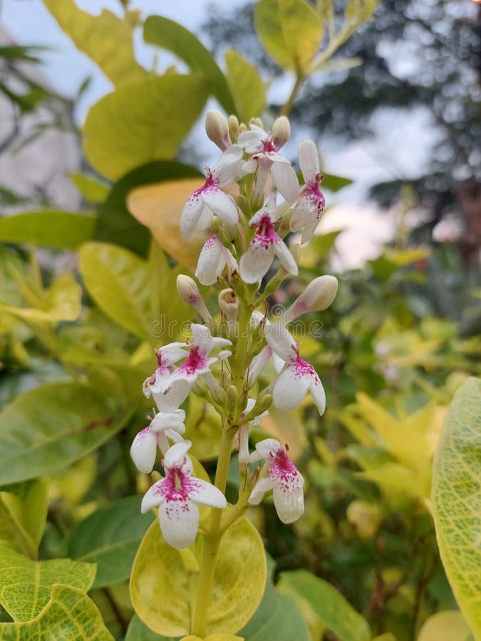 Beautiful Tiny Bright Colorful Flowers on Sidewaya Stock Photo - Image ...