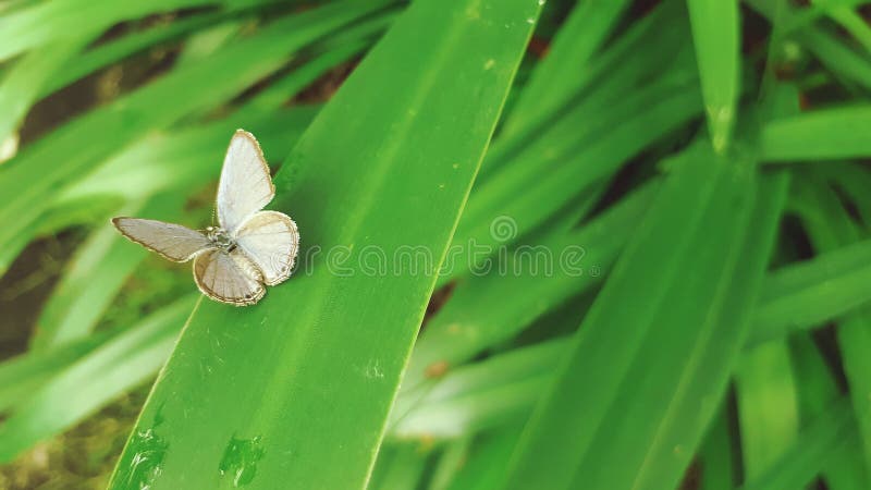 A Beautiful Tiny Butterfly Standing on a Long Green Leaf Stock Image ...