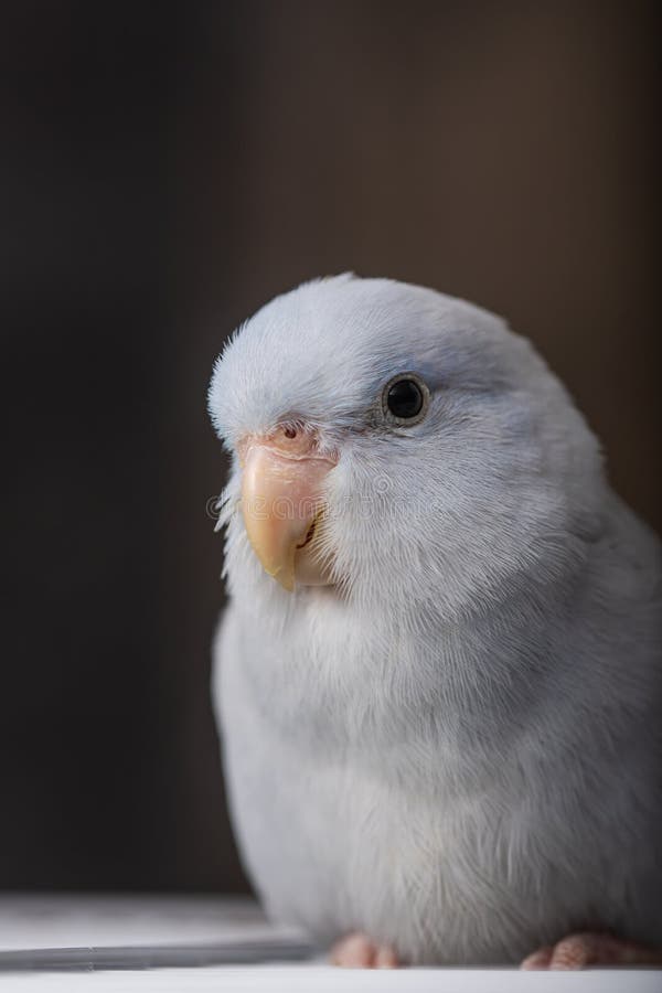 White Forpus Parrot is a Cute Little Bird. Cute Pet Can Be Tamed Stock ...