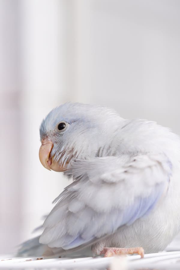 White Forpus Parrot is a Cute Little Bird. Stock Image - Image of ...