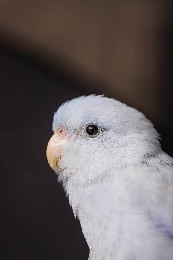 Beautiful Tiny Cute Forpus Parrot Bird, Exotic Pet Stock Photo - Image ...