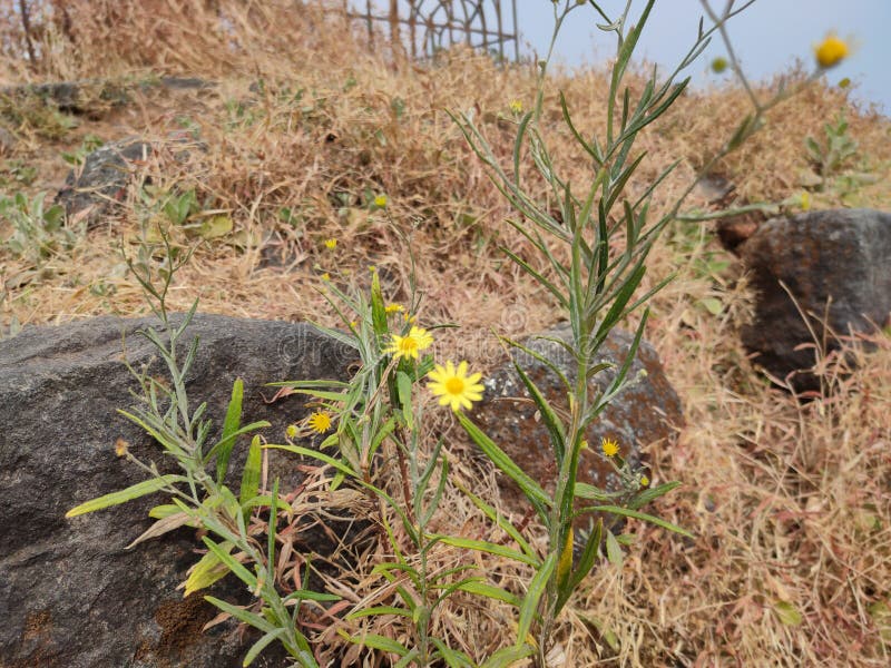 Beautiful Tiny Daisy Blossom Stock Photo - Image of autumn, small ...