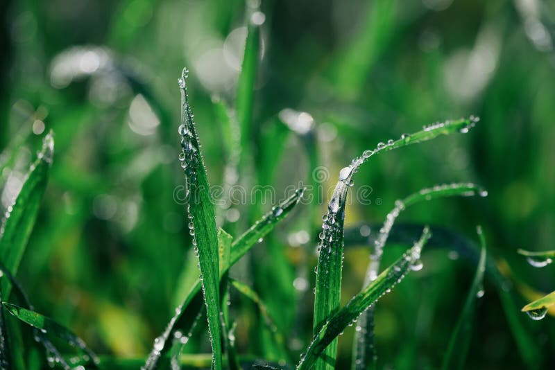 Beautiful Tiny Dew Drops on Fresh Grass Stock Image - Image of green ...