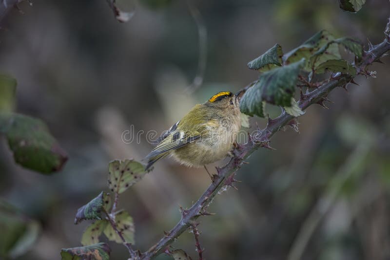 Beautiful Tiny Female Goldcrest Regukus Regulus Bird Perched in Stock ...