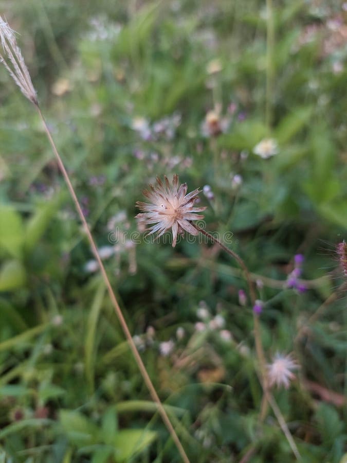Beautiful Tiny Flowers on the Street Stock Image - Image of flower ...
