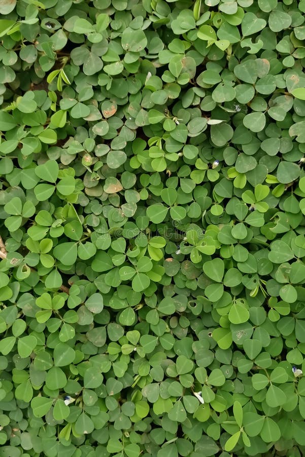 Beautiful Tiny Leaves Back Ground or Small Leaves Stock Photo - Image ...