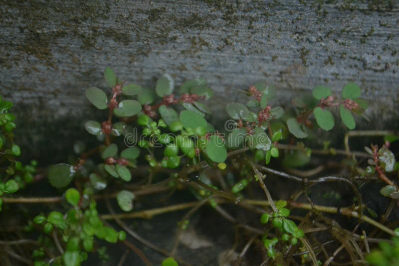 Beautiful Tiny Leaves Formation on My Yard Stock Photo - Image of ...