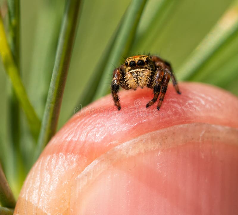 Beautiful but Tiny Phidippus Clarus, Brilliant Jumping Spider Sitting ...