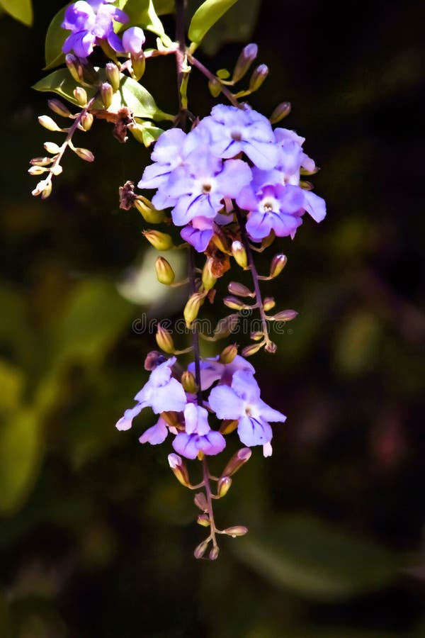 Beautiful Purple Flower Small Buds Hanging from the Branch Stock Image ...