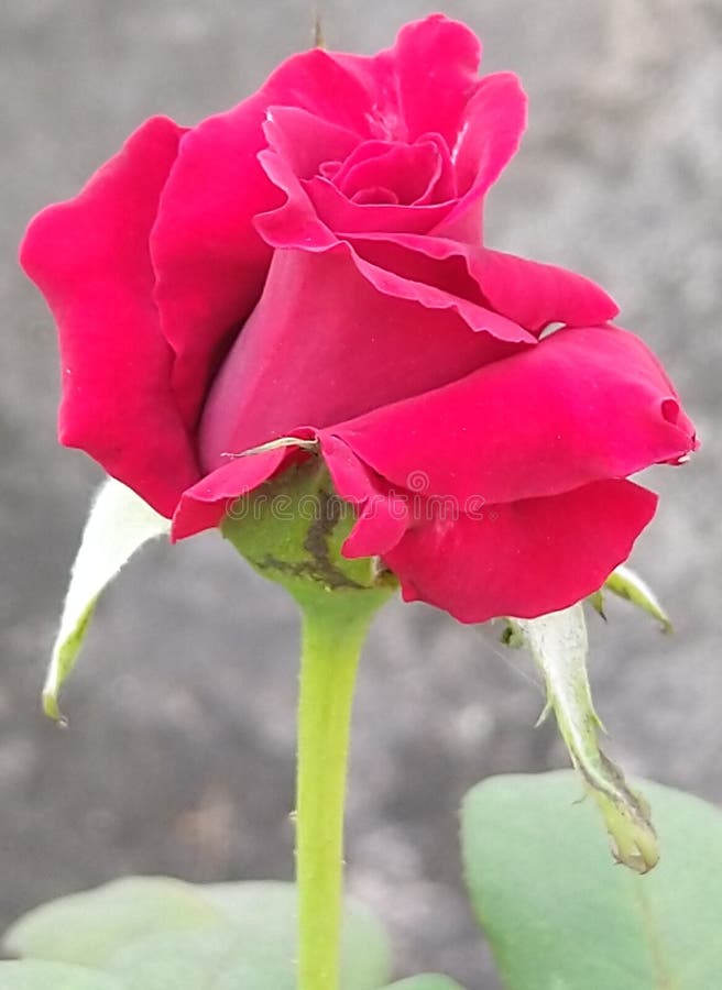 Beautiful Tiny Red Rose Blooming with Creamy Background. Stock Photo ...