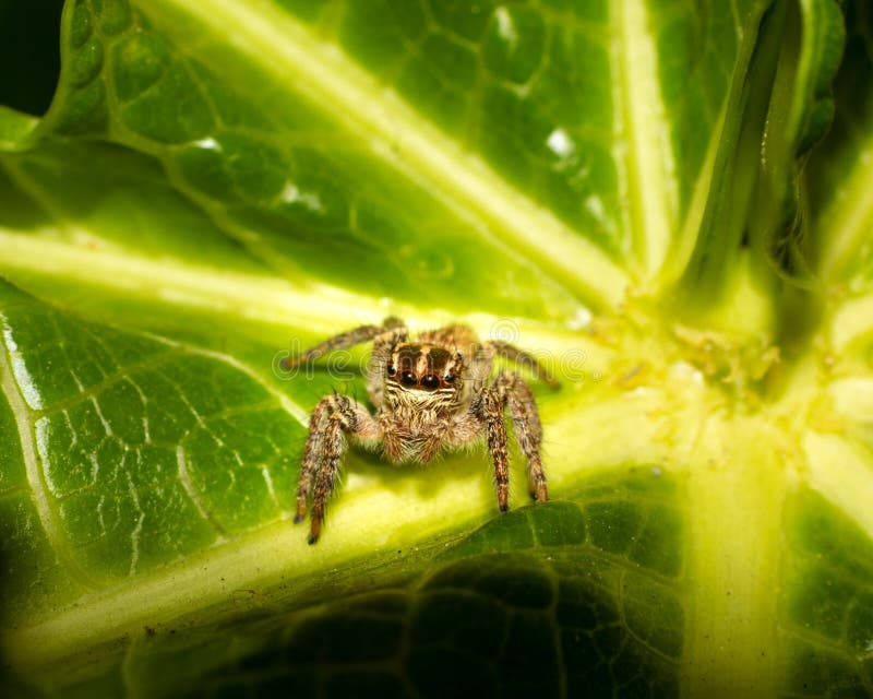 Spider is roaming on leaf stock photo. Image of artificial - 178489918