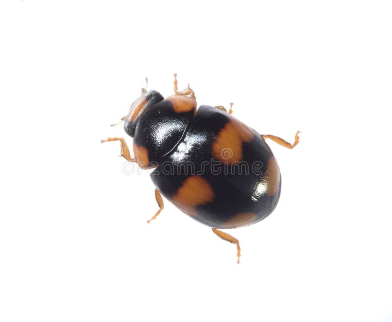 Spotted beetle on white stock image. Image of coleoptera - 159443413