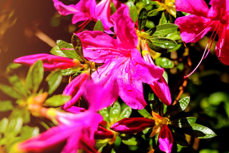 Beautiful Tiny Tropical Flowers in Botanical Garden, Closeup Stock ...