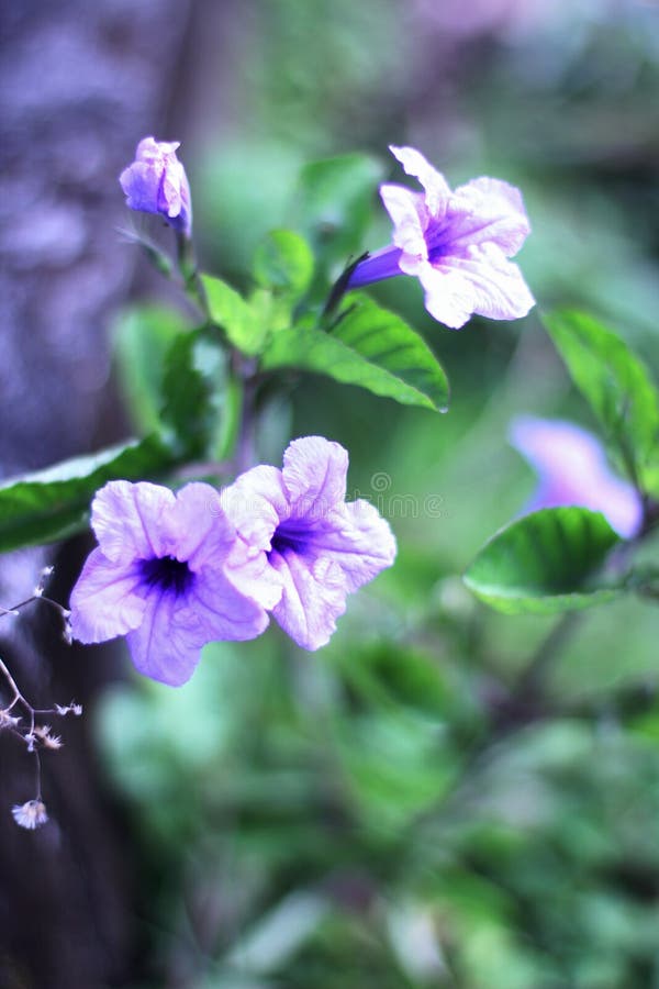 Kenanga bunga stock image. Image of food, herb, produce - 206189689
