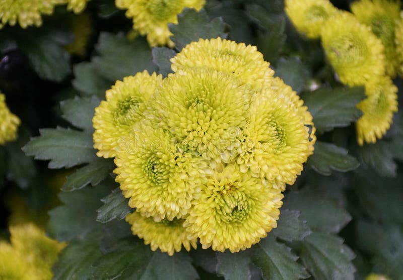 Beautiful Tiny Yellow Flowers of Pompon Mum Kermit Stock Image - Image ...