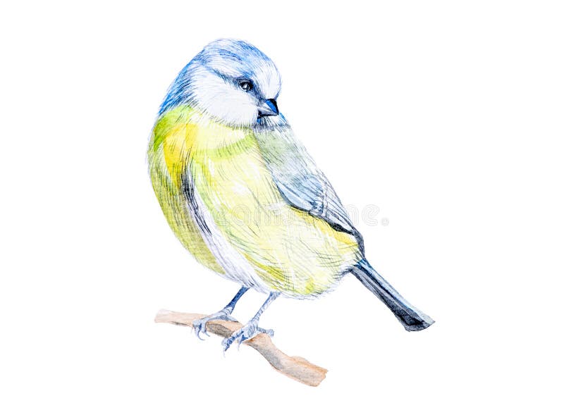 Beautiful Tit Sitting On A Branch Watercolor Illustration Isolated On