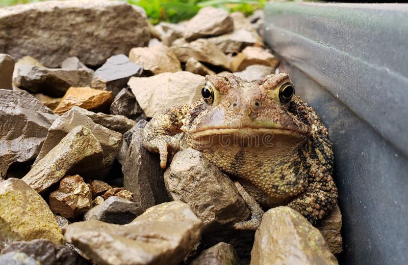 Beautiful Toad Resting in Its Natural Habitat Stock Image - Image of ...