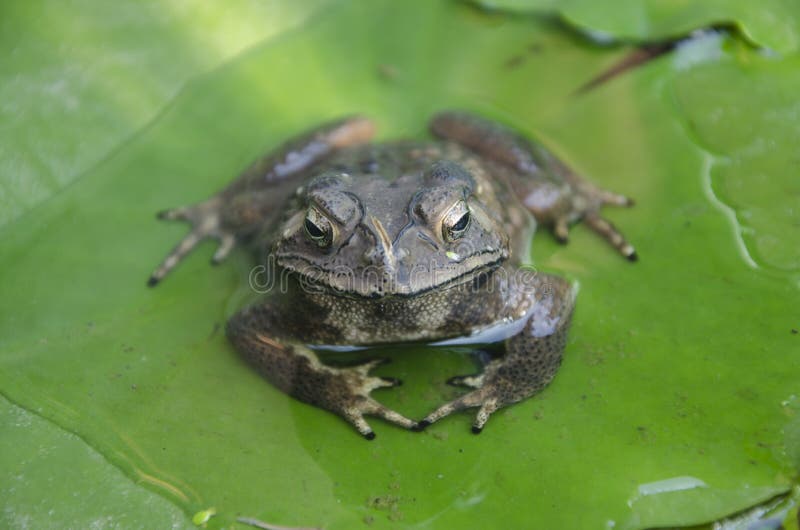 Beautiful Toad in Water on Green Leaf Stock Photo - Image of pest ...