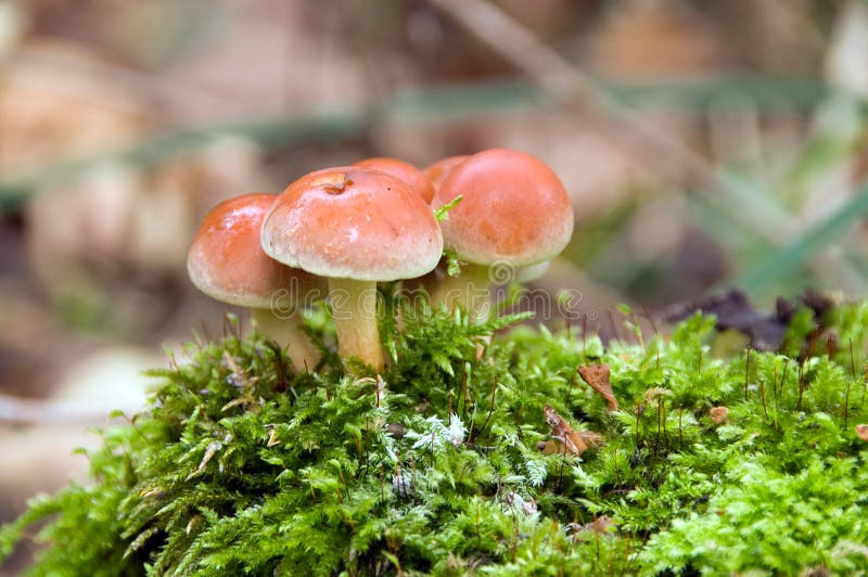 Beautiful toadstools stock image. Image of boletus, grass - 16489341